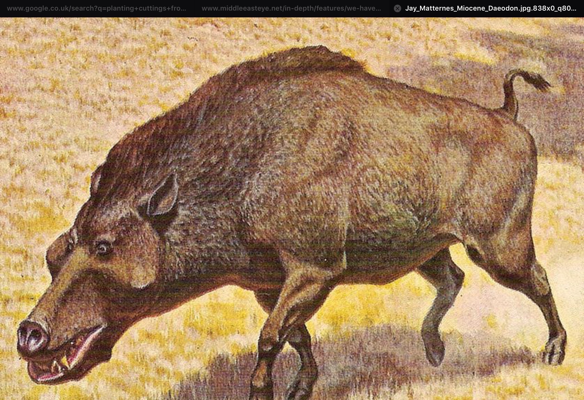 Graecopithecus to the Americas | borderslynn